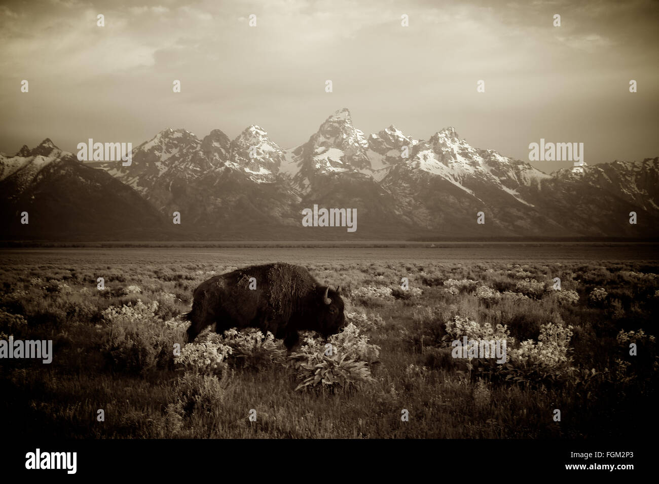 American Bison walking in front of Grand Teton National Park Stock ...