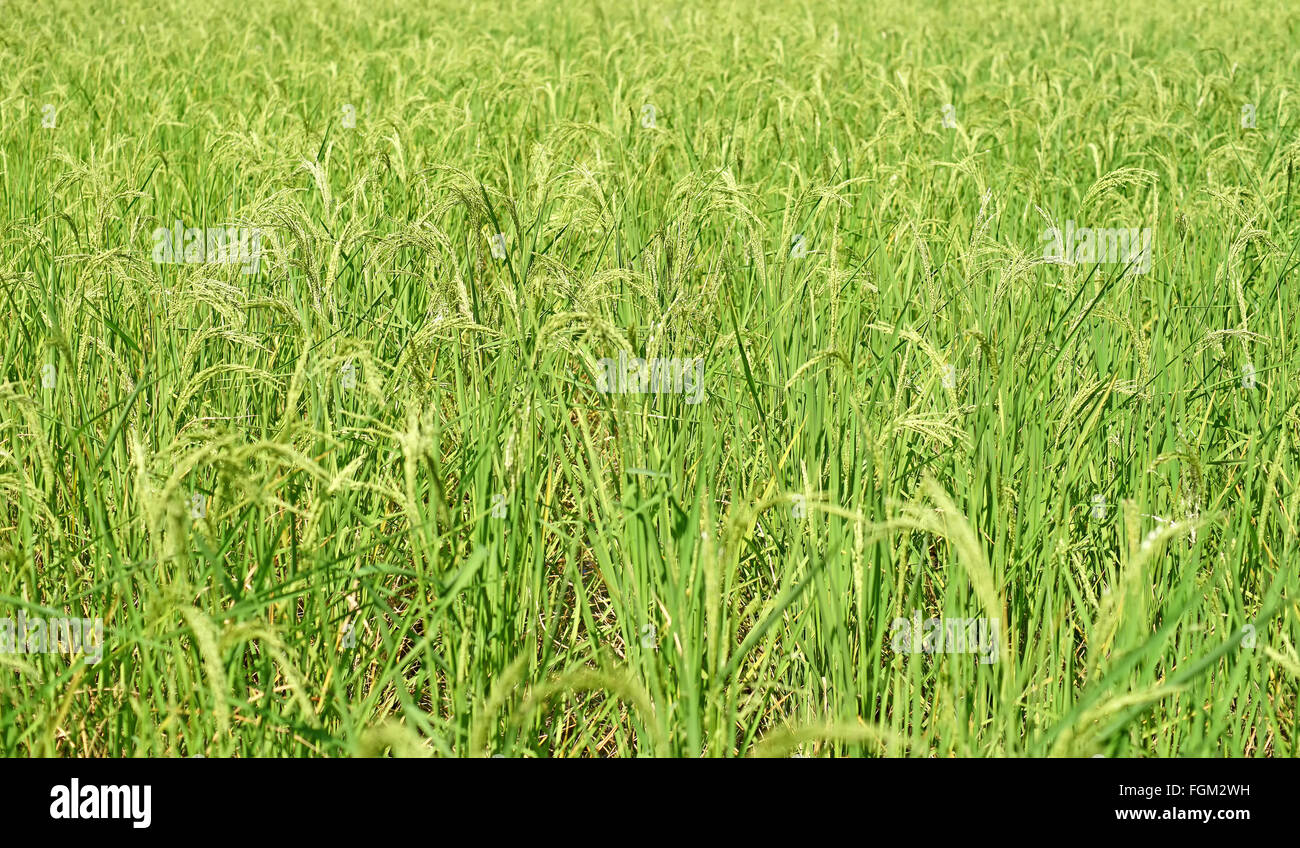 green paddy rice in field plant Stock Photo - Alamy