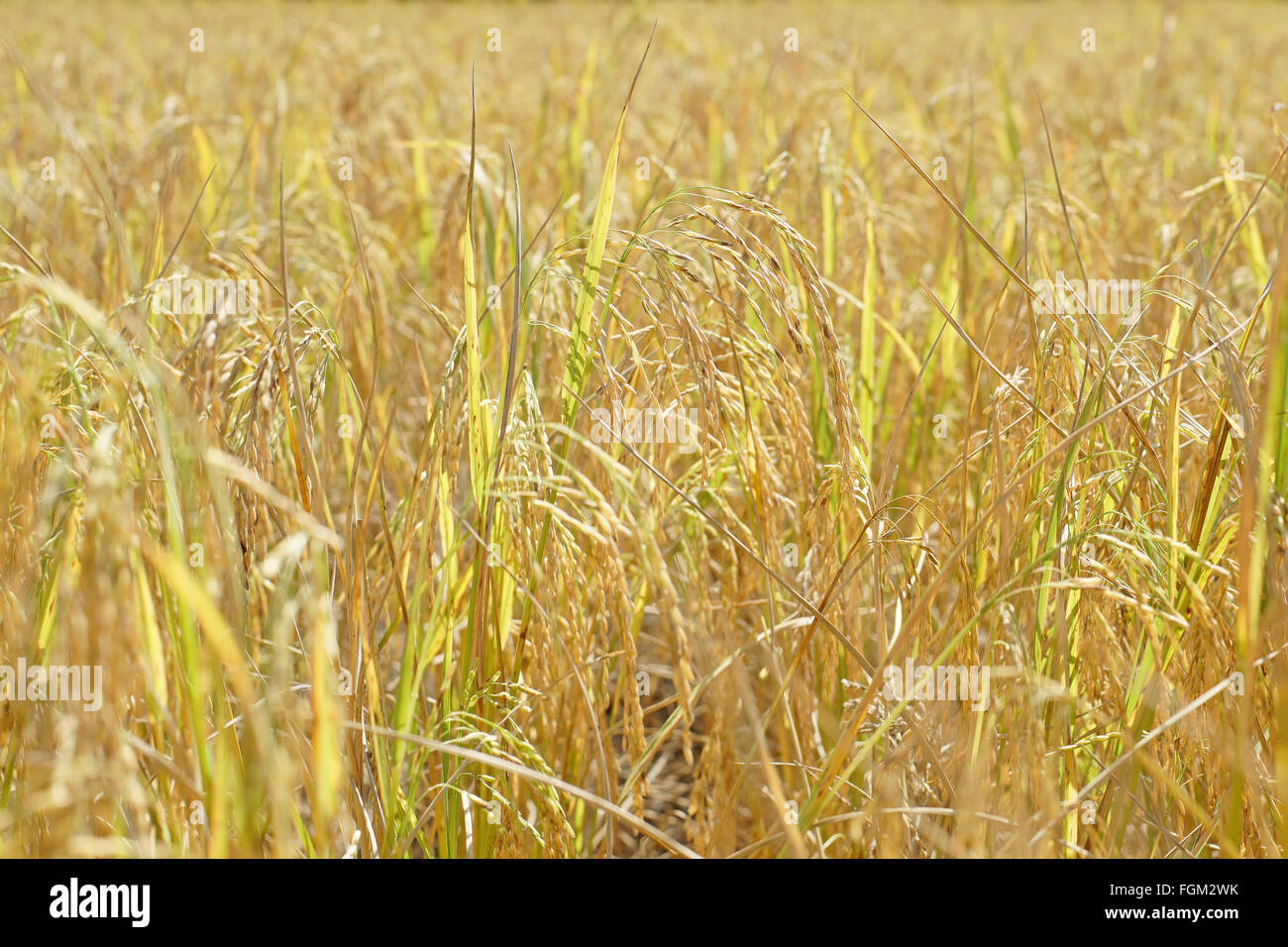 yellow paddy rice in field plant Stock Photo - Alamy
