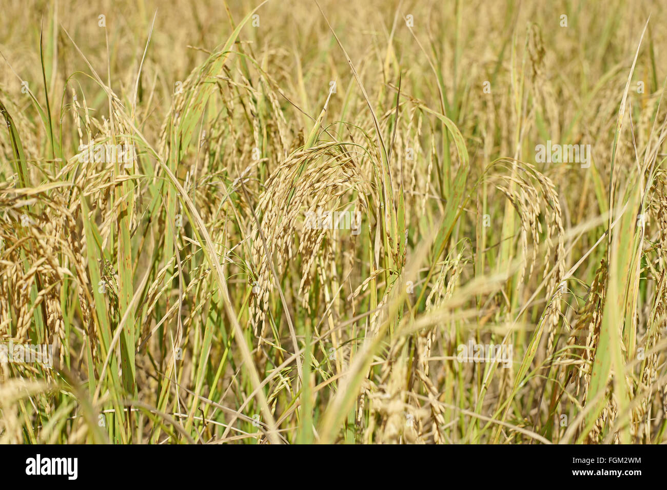 yellow paddy rice in field plant Stock Photo - Alamy