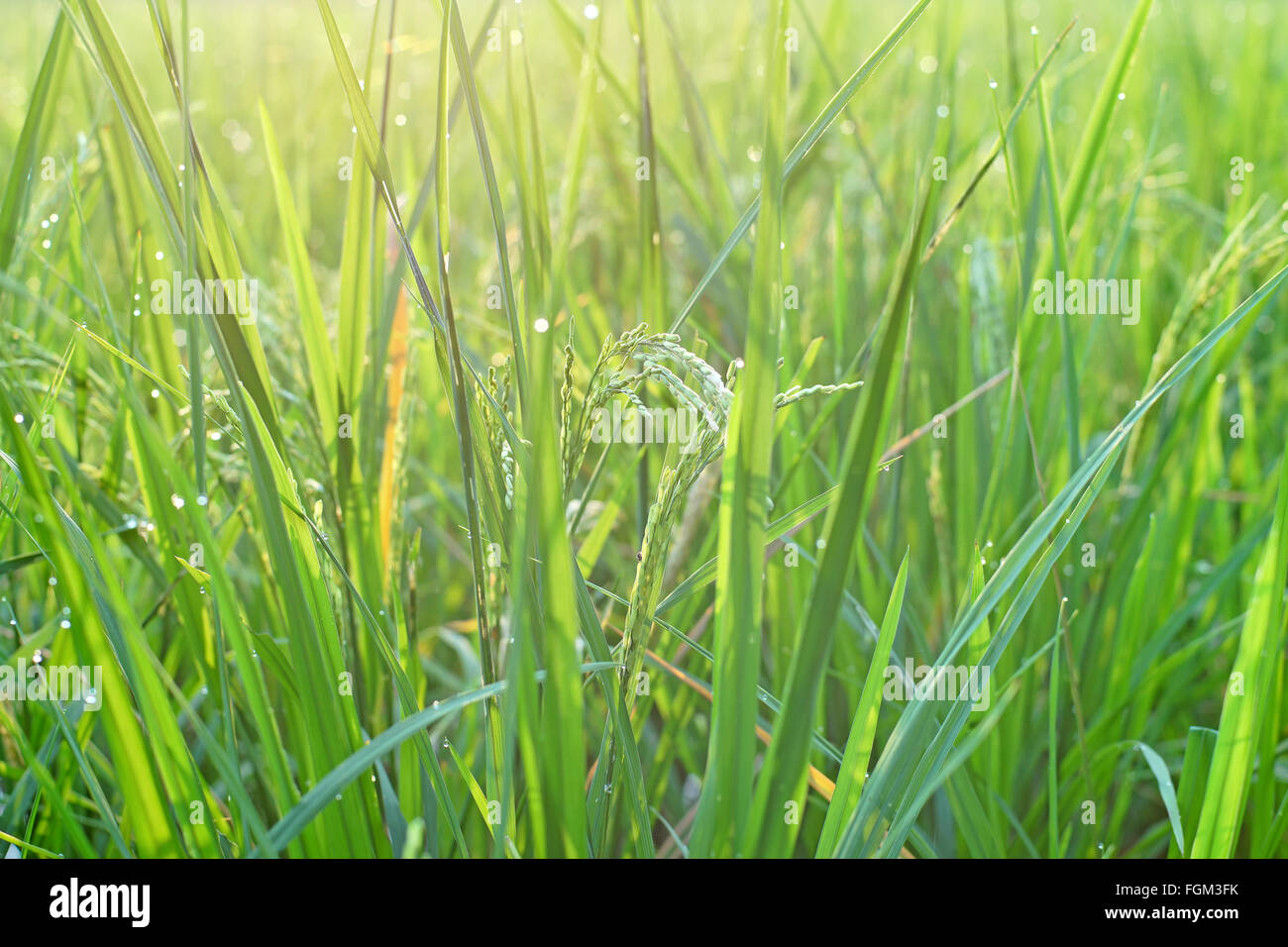 green paddy rice in field plant Stock Photo - Alamy