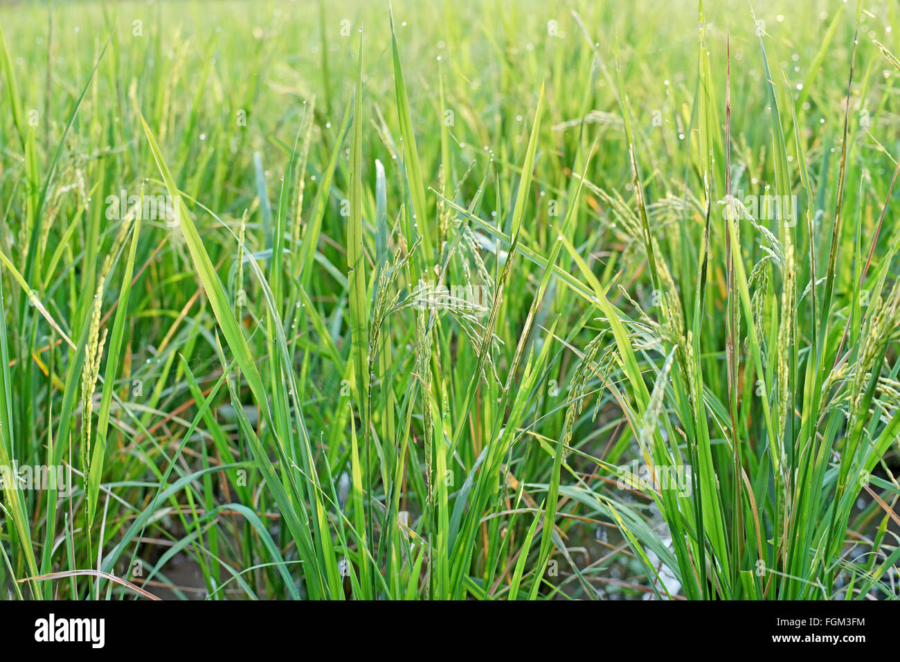 green paddy rice in field plant Stock Photo - Alamy