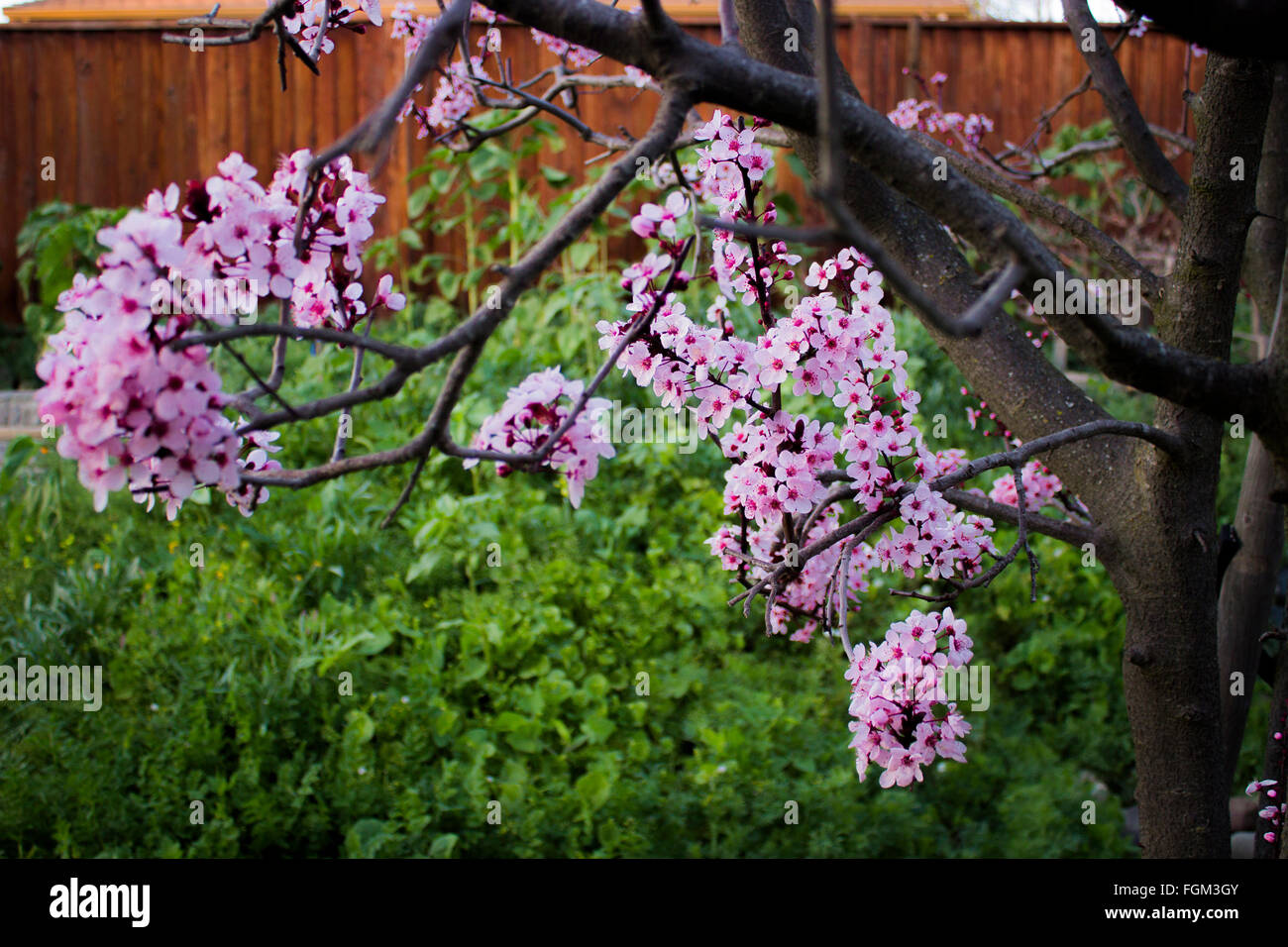 Bare cherry tree starting to blossom Stock Photo - Alamy