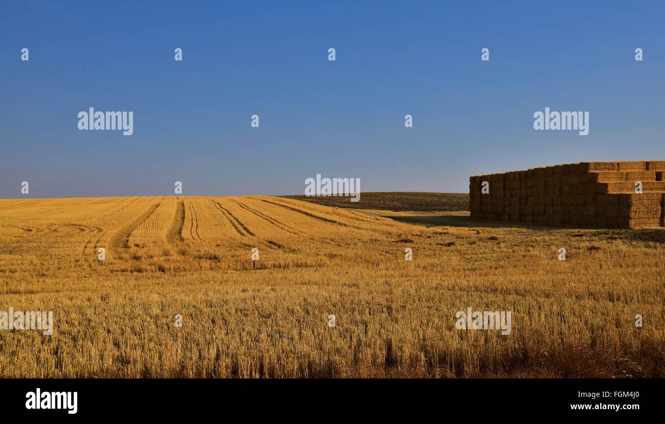 Summer hay hi-res stock photography and images - Alamy
