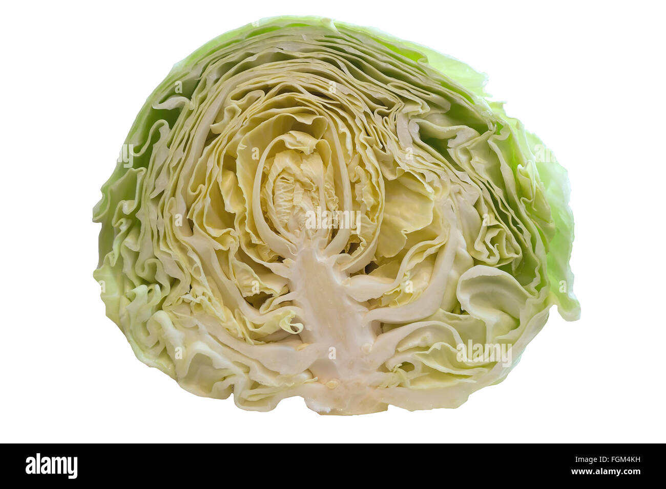 Cross Section of Cut Cabbage Head Closeup Macro Isolated on White ...