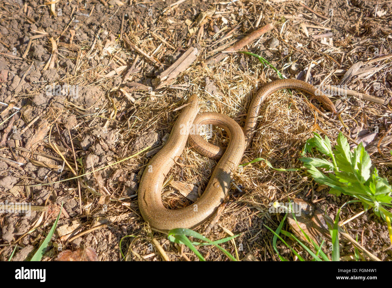 Male Slow worm (Anguis fragilis) on a nature reserve in the ...
