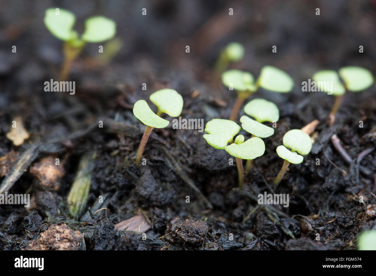 Tiny sprouts hi-res stock photography and images - Alamy