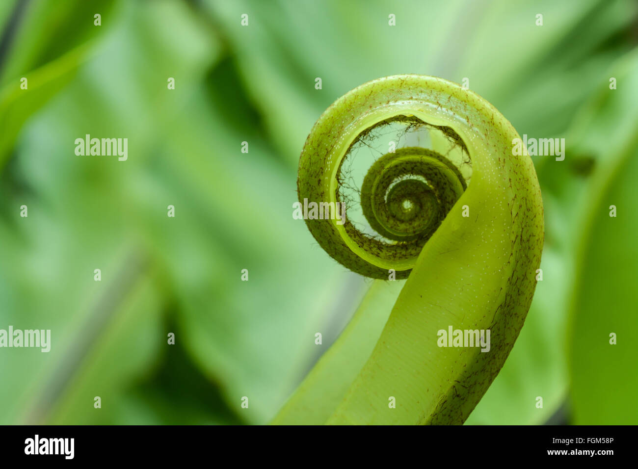 Spin leaf hi-res stock photography and images - Alamy