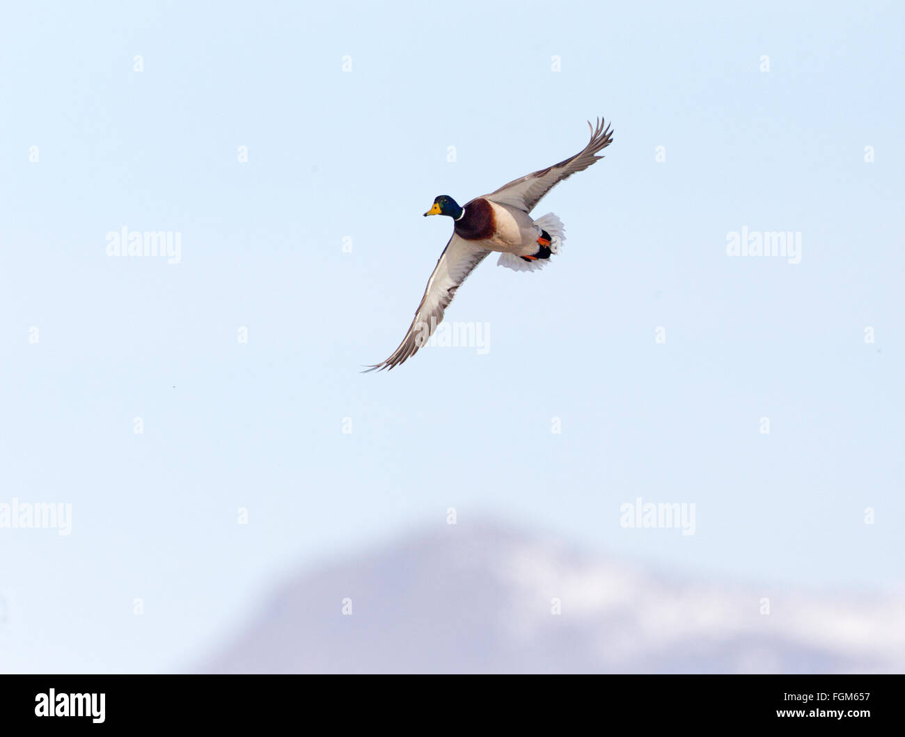 Mallard Drake in Flight Stock Photo - Alamy