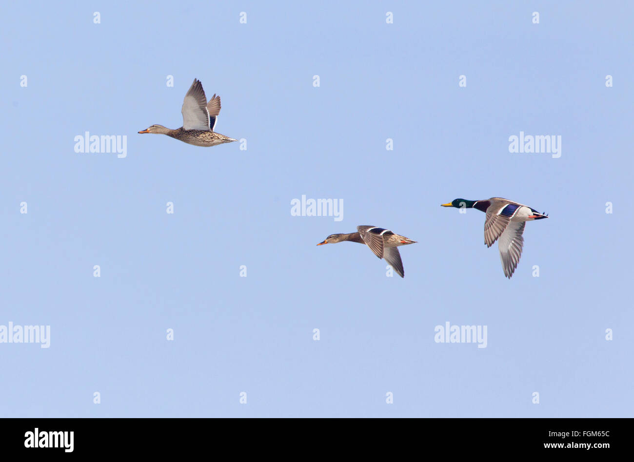 Mallards in flight hi-res stock photography and images - Alamy