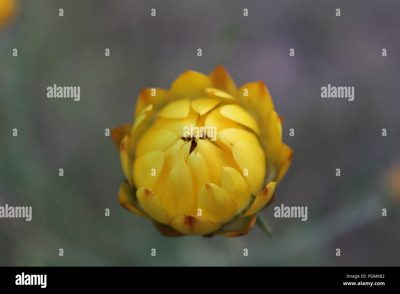 Yellow paper daisy hi-res stock photography and images - Alamy
