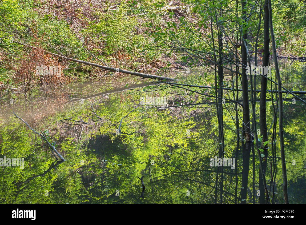 The beaver barrage on the creek in forest of Little Carpathian ...