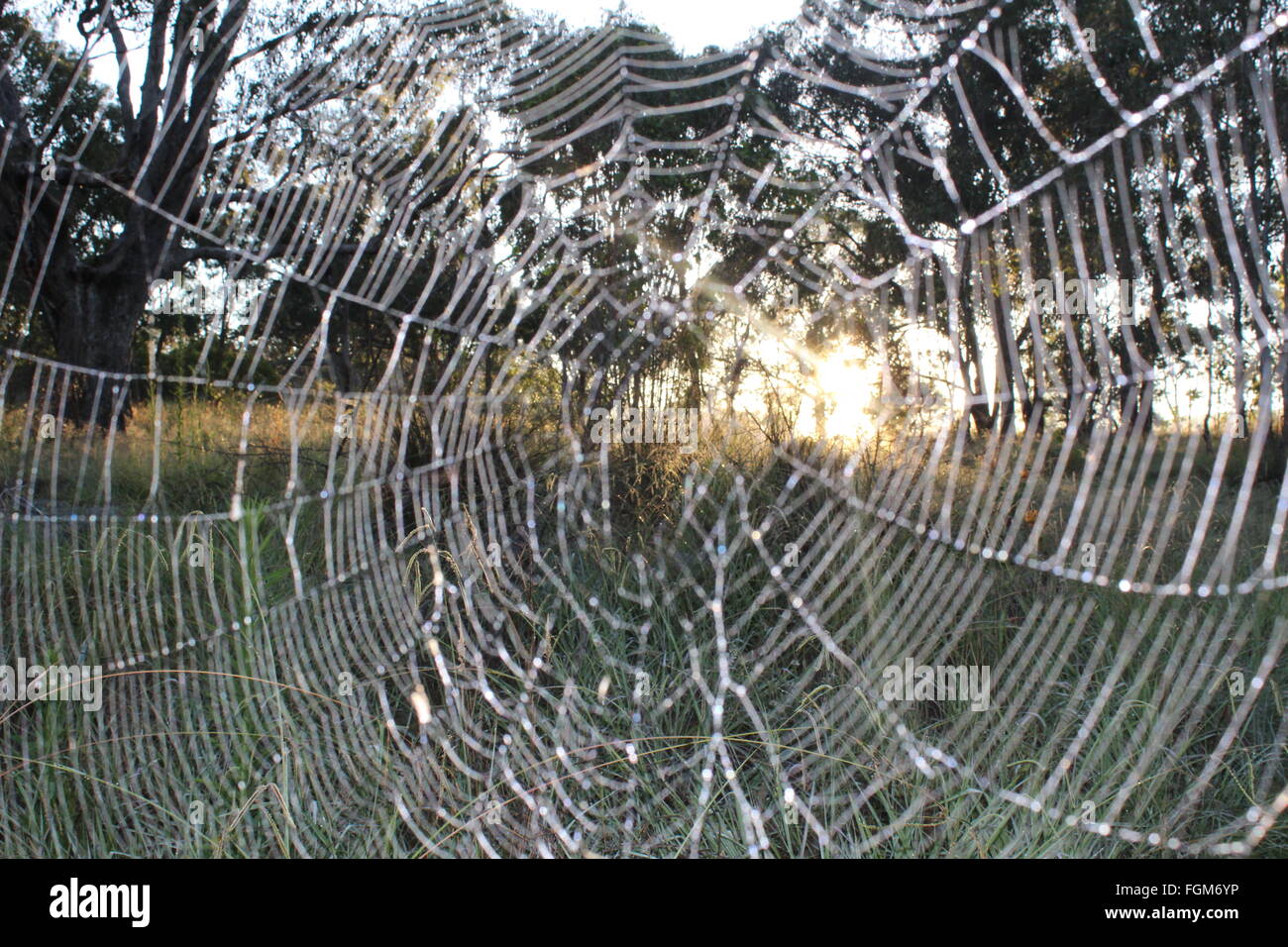 Through the cobweb hi-res stock photography and images - Alamy