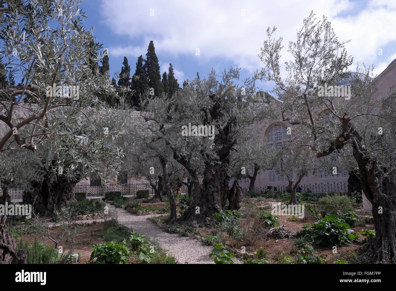 The garden of Gethsemane with olive trees hundreds of years old next to ...