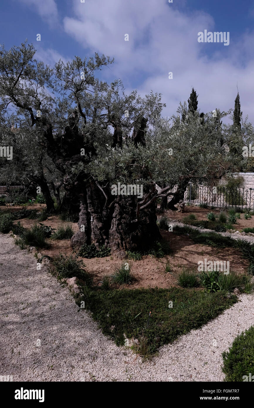 The garden of Gethsemane with olive trees hundreds of years old next to ...