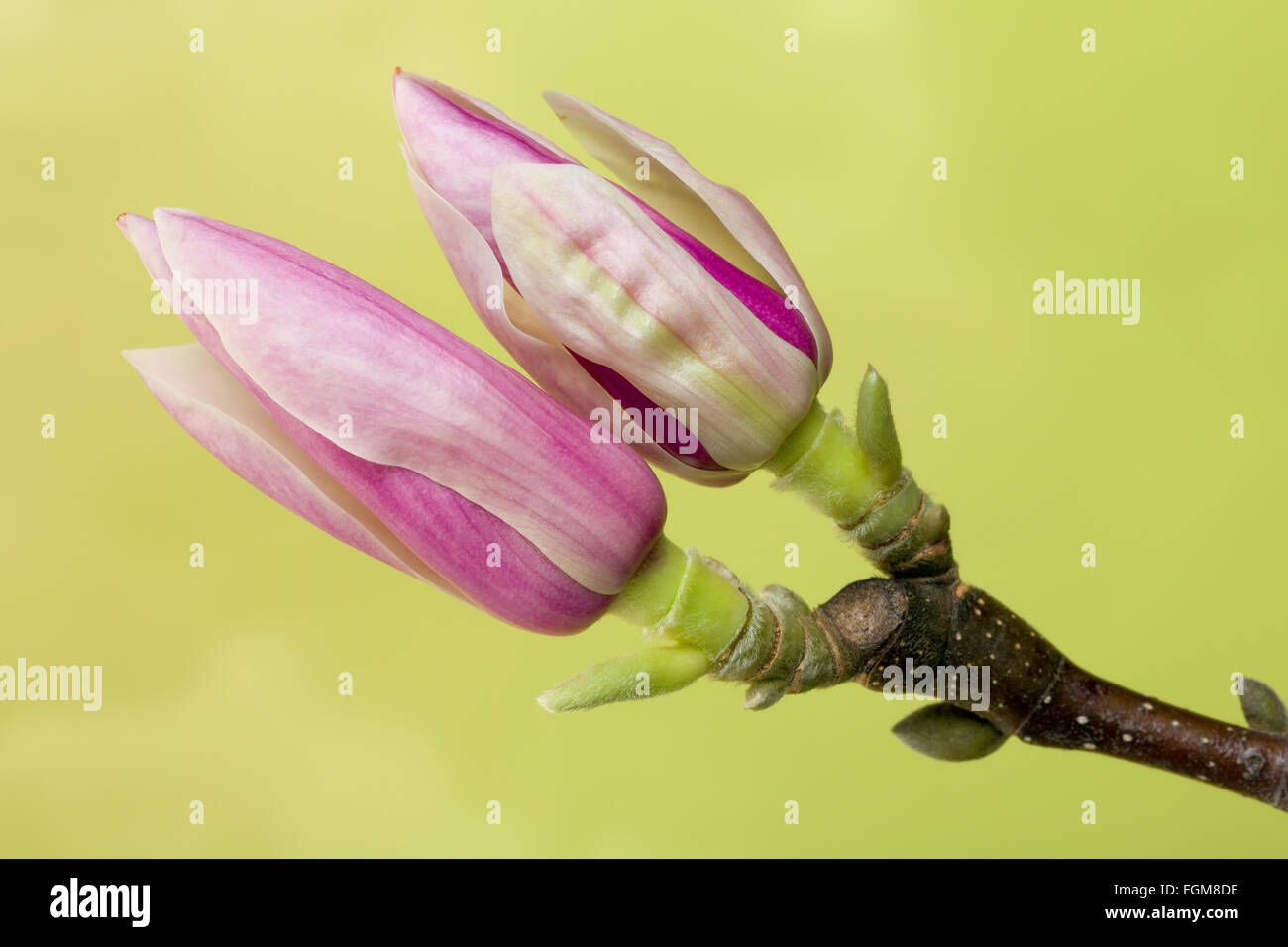 Branch of Magnolia flowers in full blossom in springtime Stock Photo ...