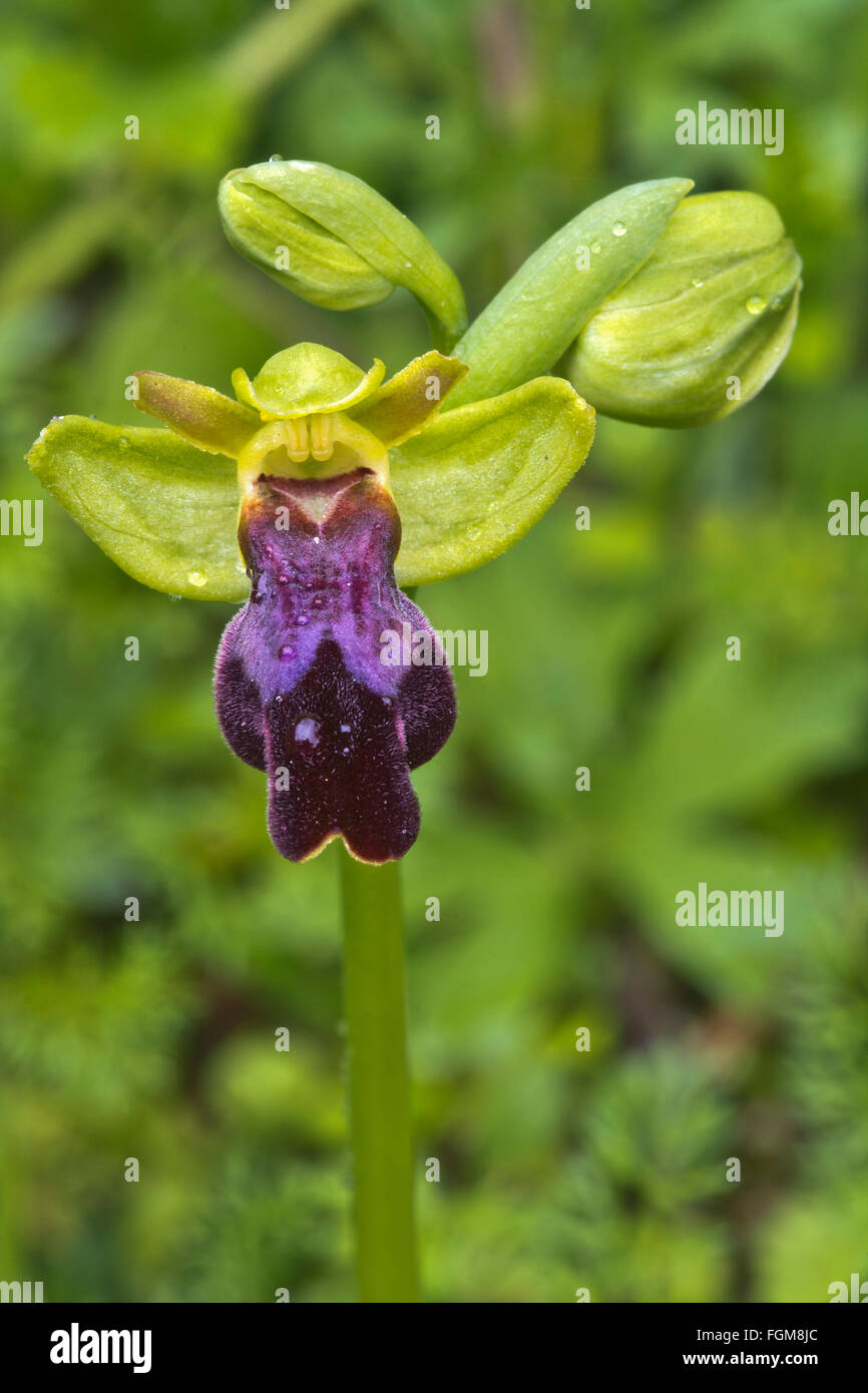 Sorgente hi-res stock photography and images - Alamy