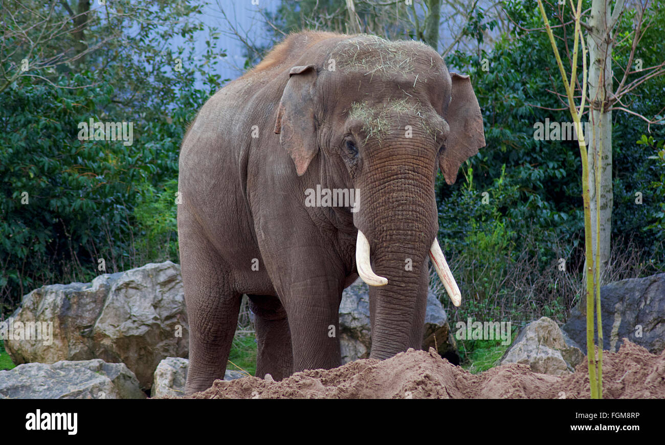 Skin wild animal bull hi-res stock photography and images - Alamy