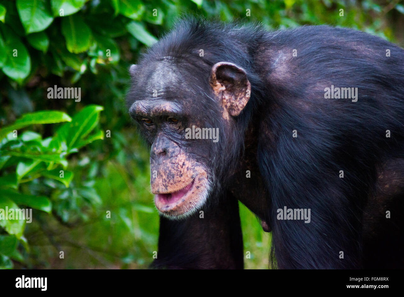 Chimpanzee nose hi-res stock photography and images - Alamy