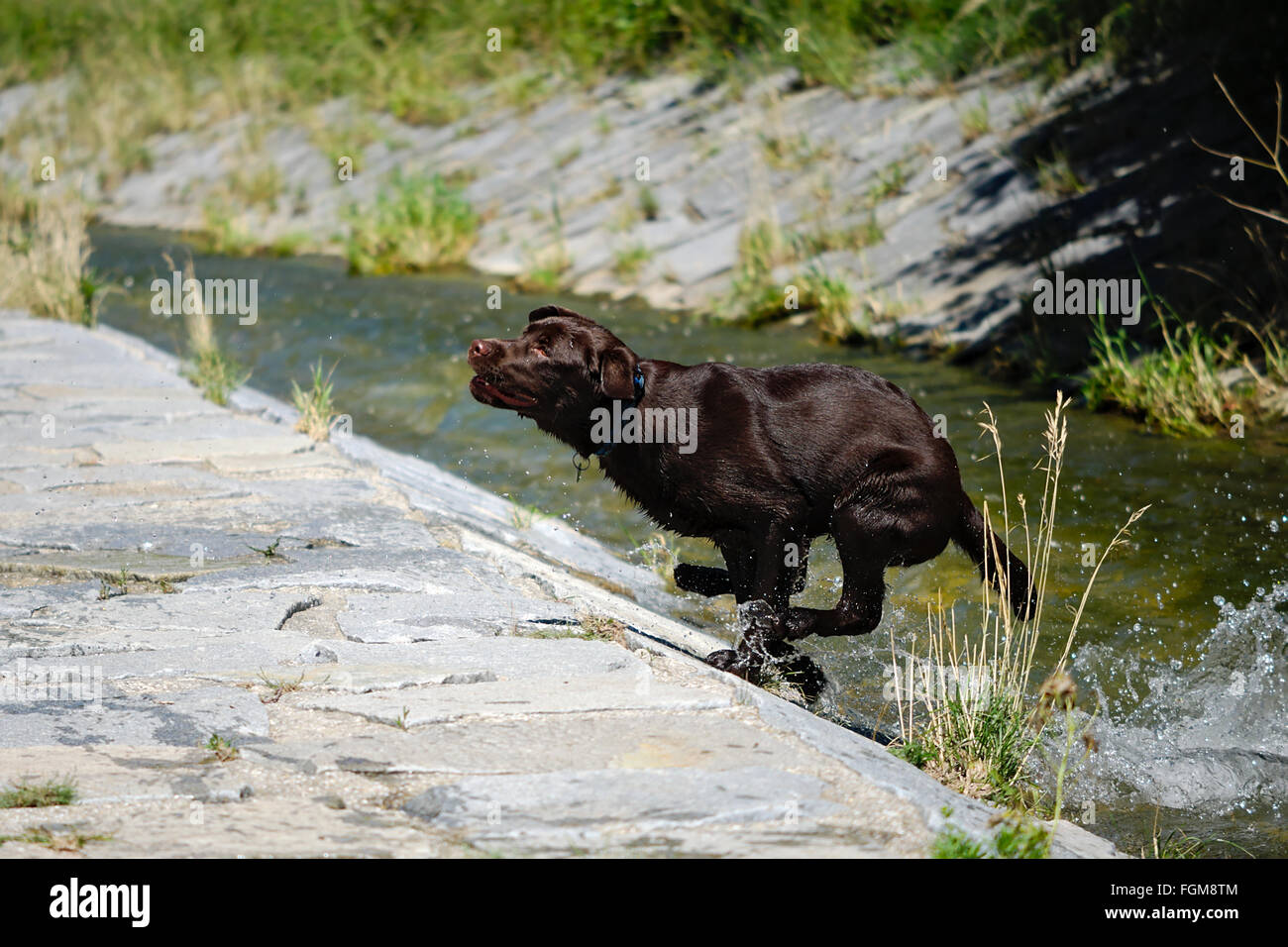 Running labrador hi-res stock photography and images - Alamy