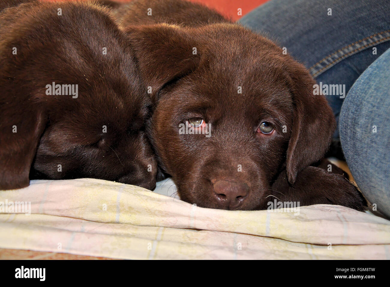 a brown cute Labrador Puppy Stock Photo - Alamy
