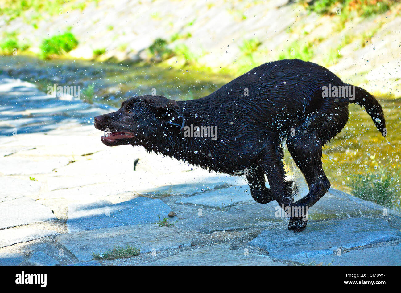 a running labrador Dog Stock Photo - Alamy
