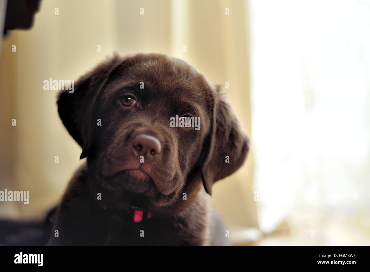 a brown cute Labrador Puppy Stock Photo - Alamy