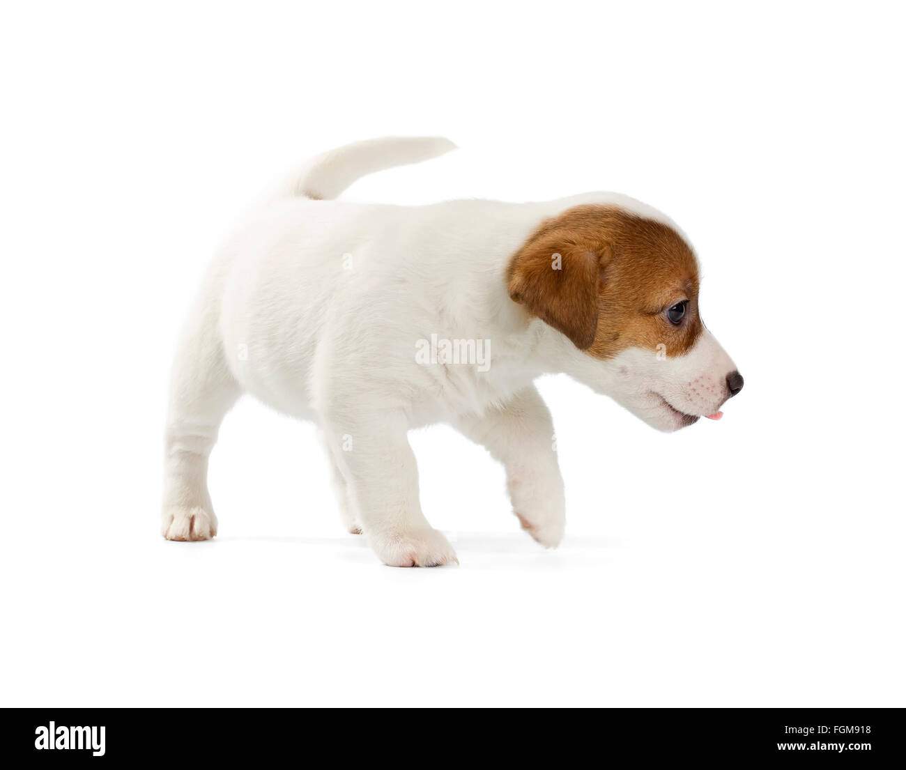 Jack Russell Terrier puppy isolated on white background Stock Photo - Alamy
