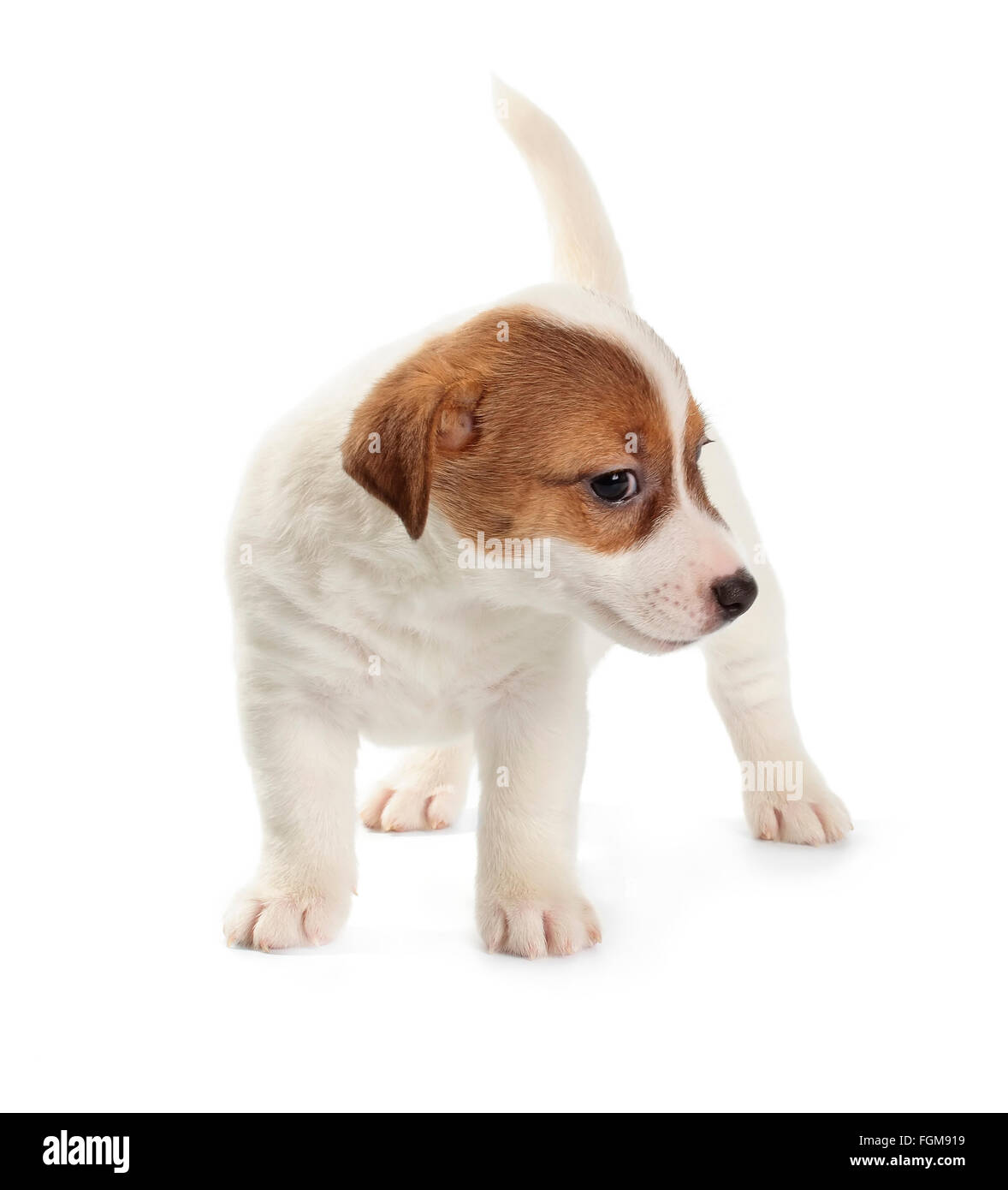 Sly Jack Russell Terrier puppy isolated on white background. Front view ...