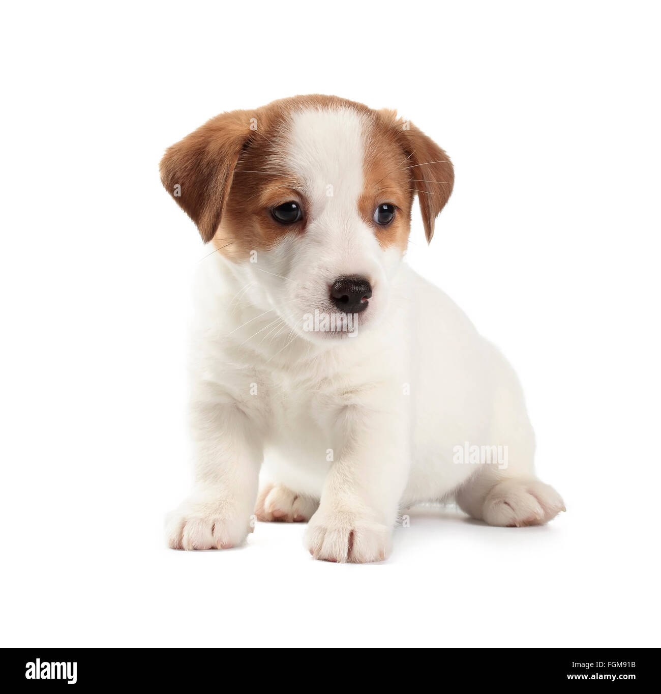 White Jack Russell Terrier Puppies