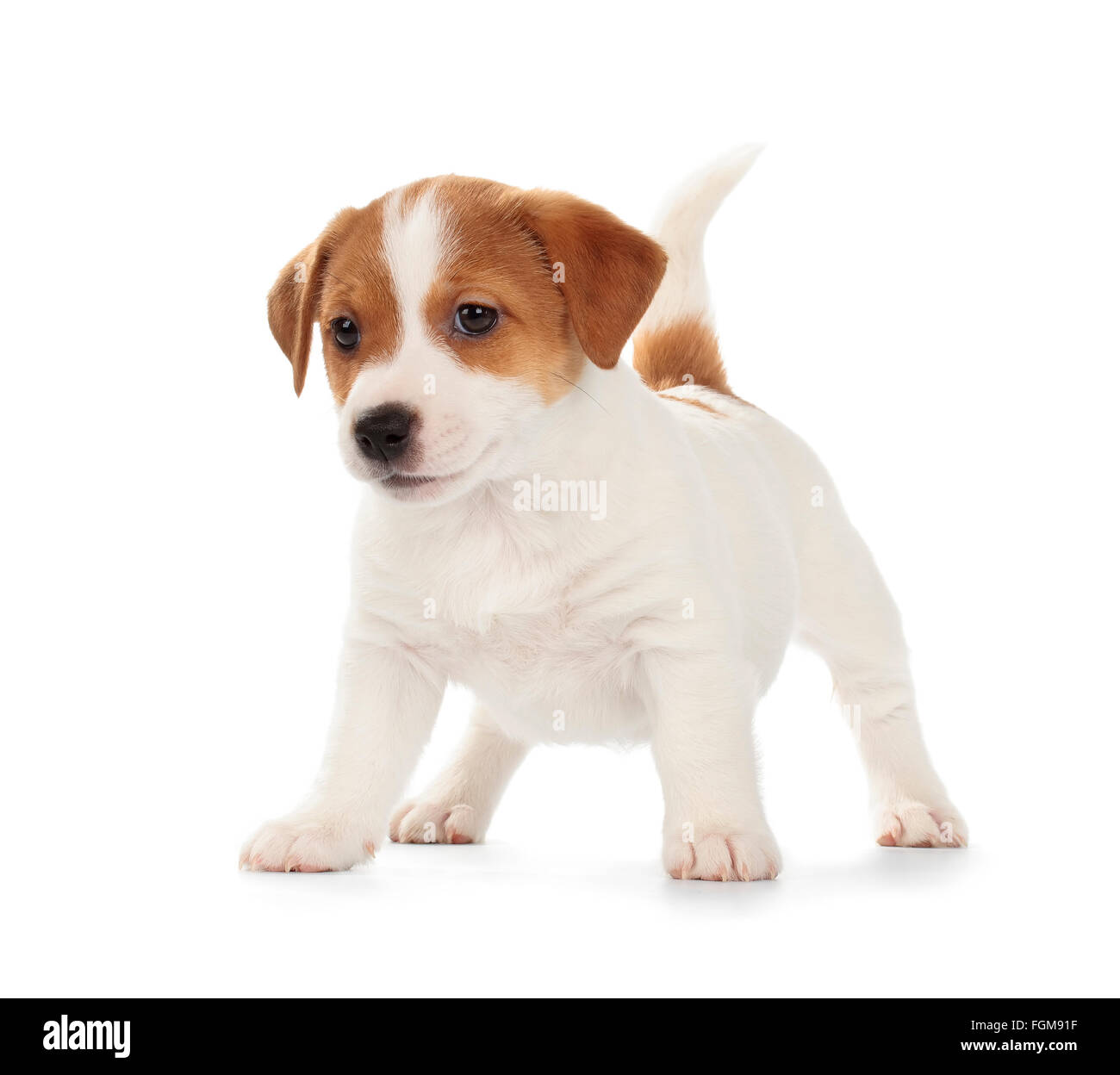 Playful Jack Russell Terrier puppy isolated on white background. Front ...