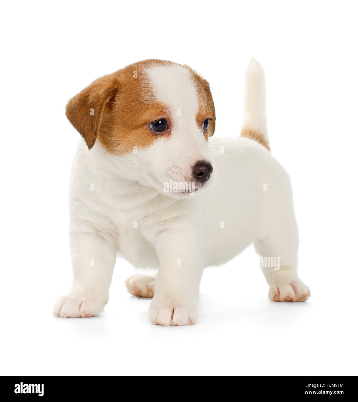 Playful Jack Russell Terrier puppy isolated on white background. Front ...