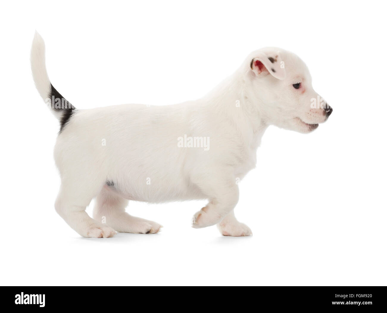 Playful Jack Russell Terrier puppy isolated on white background. Side ...