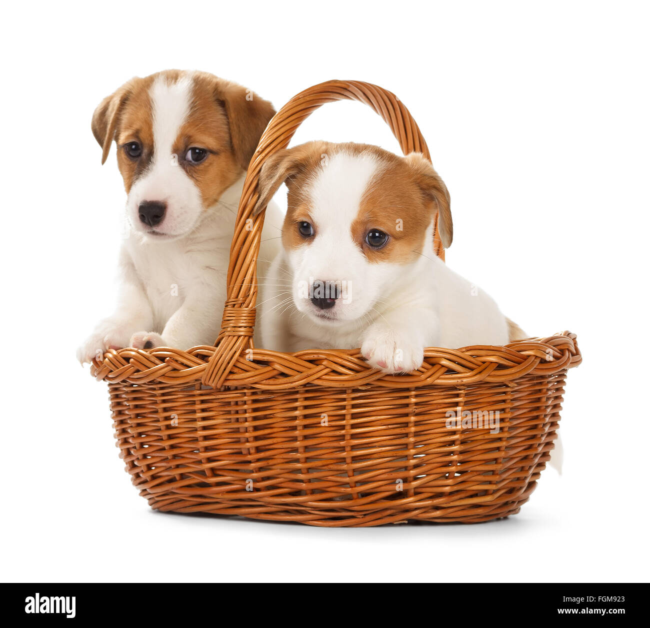 Jack russel puppies hi-res stock photography and images - Alamy