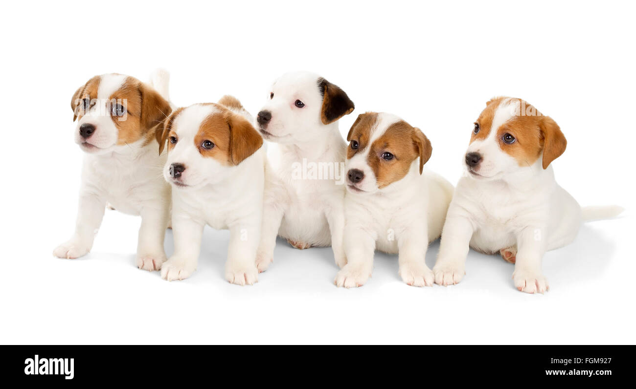 Jack russel puppies hi-res stock photography and images - Alamy