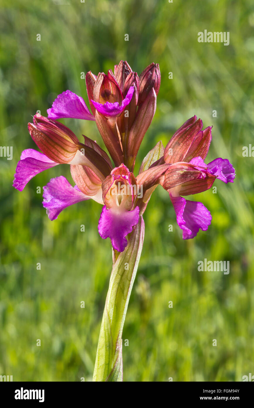 Papilionacea hi-res stock photography and images - Alamy