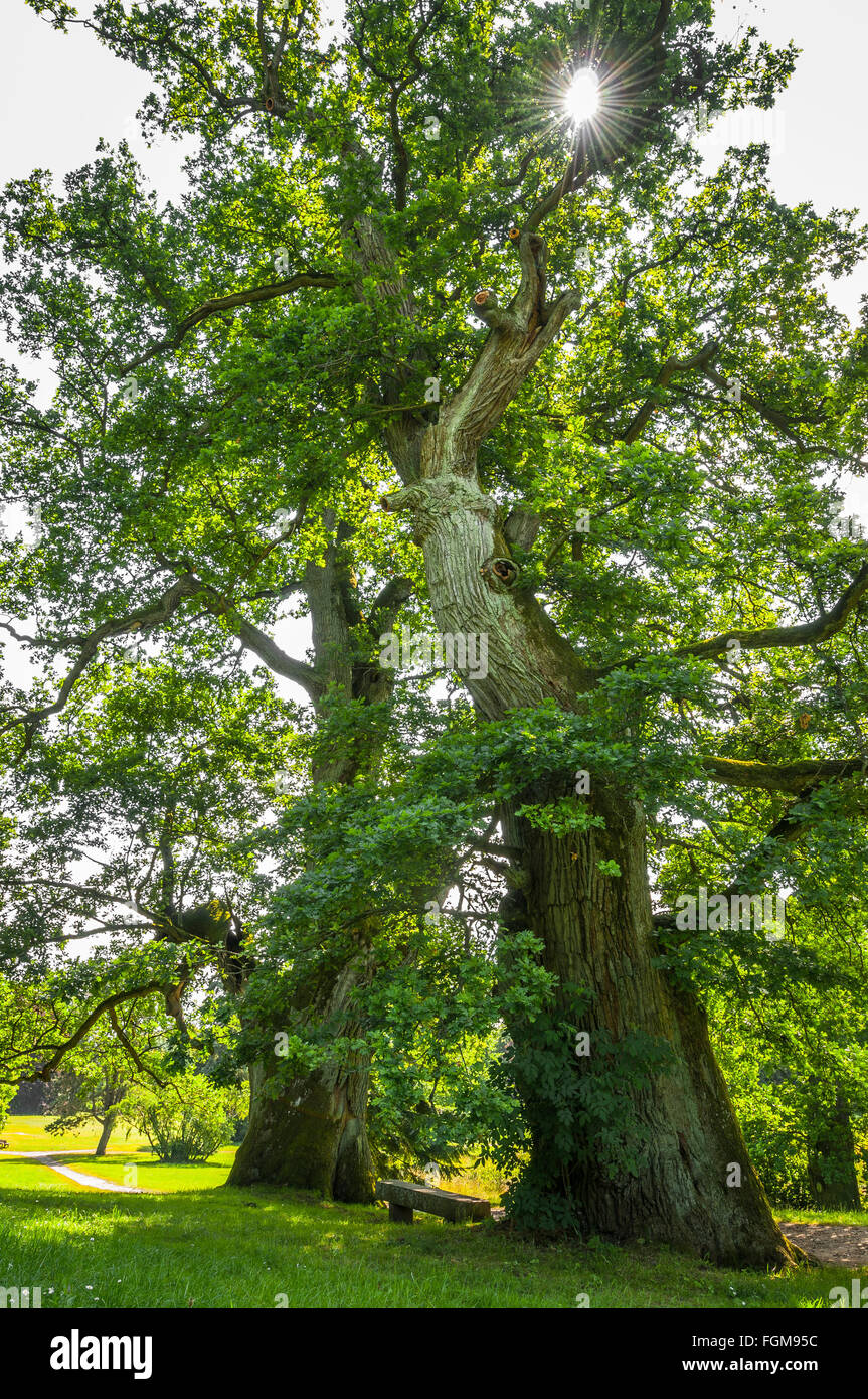 Old oak trees hi-res stock photography and images - Alamy