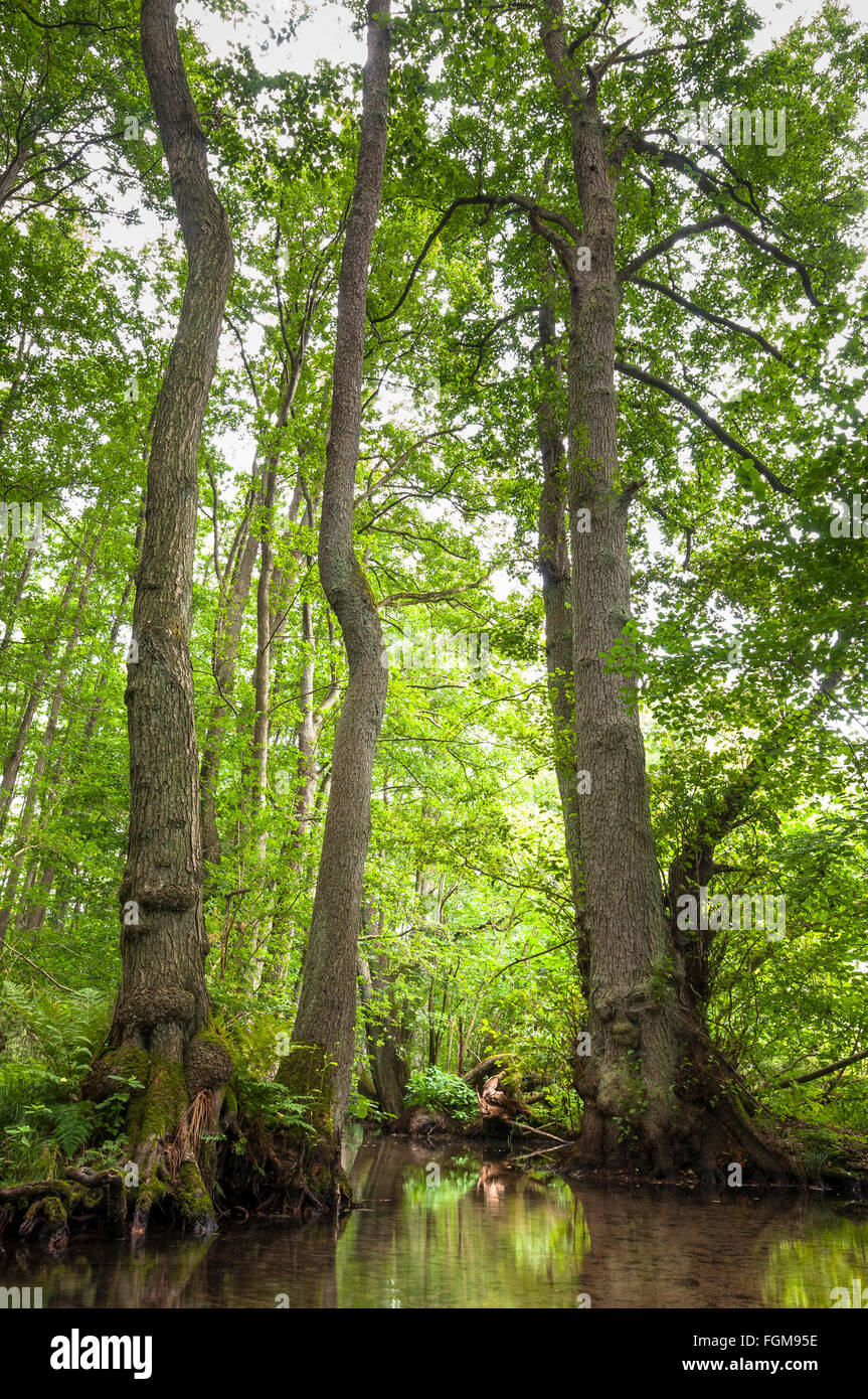 Alder carr (Alnus) estuary of the Krüselinsee in to the small Mechowsee ...