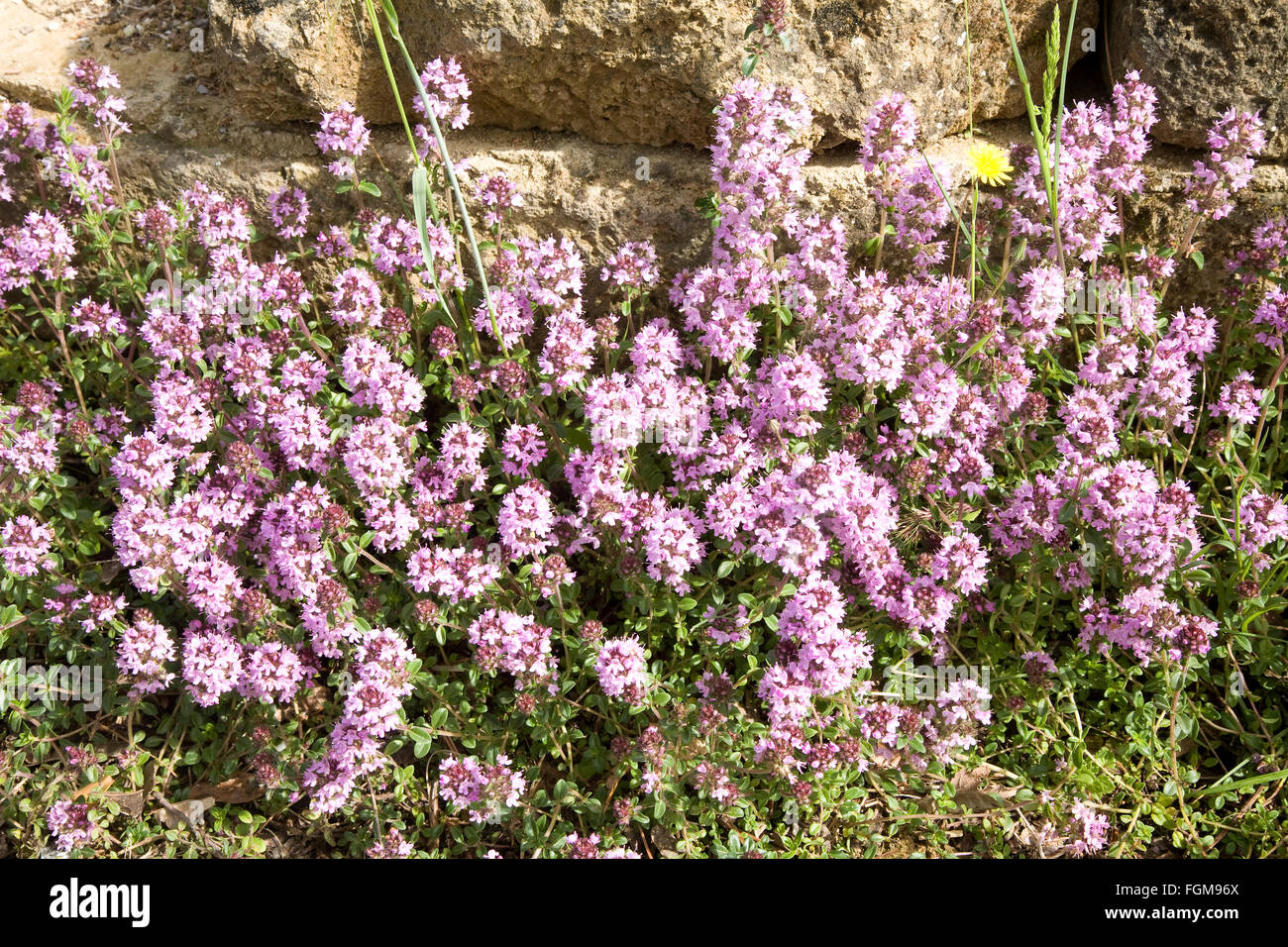 Thymus capitatus hi-res stock photography and images - Alamy
