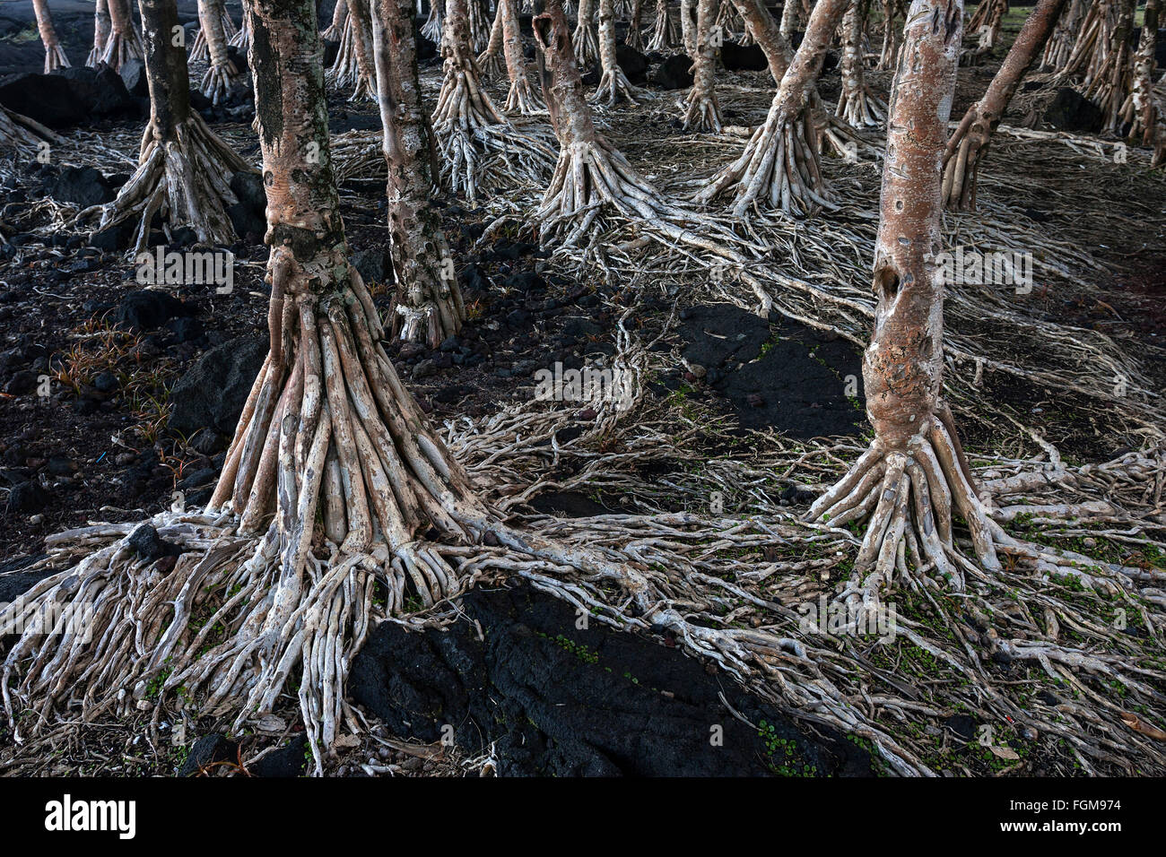 Pandan, also screw palm or screw pine (Pandanus), roots, Pointe de la ...