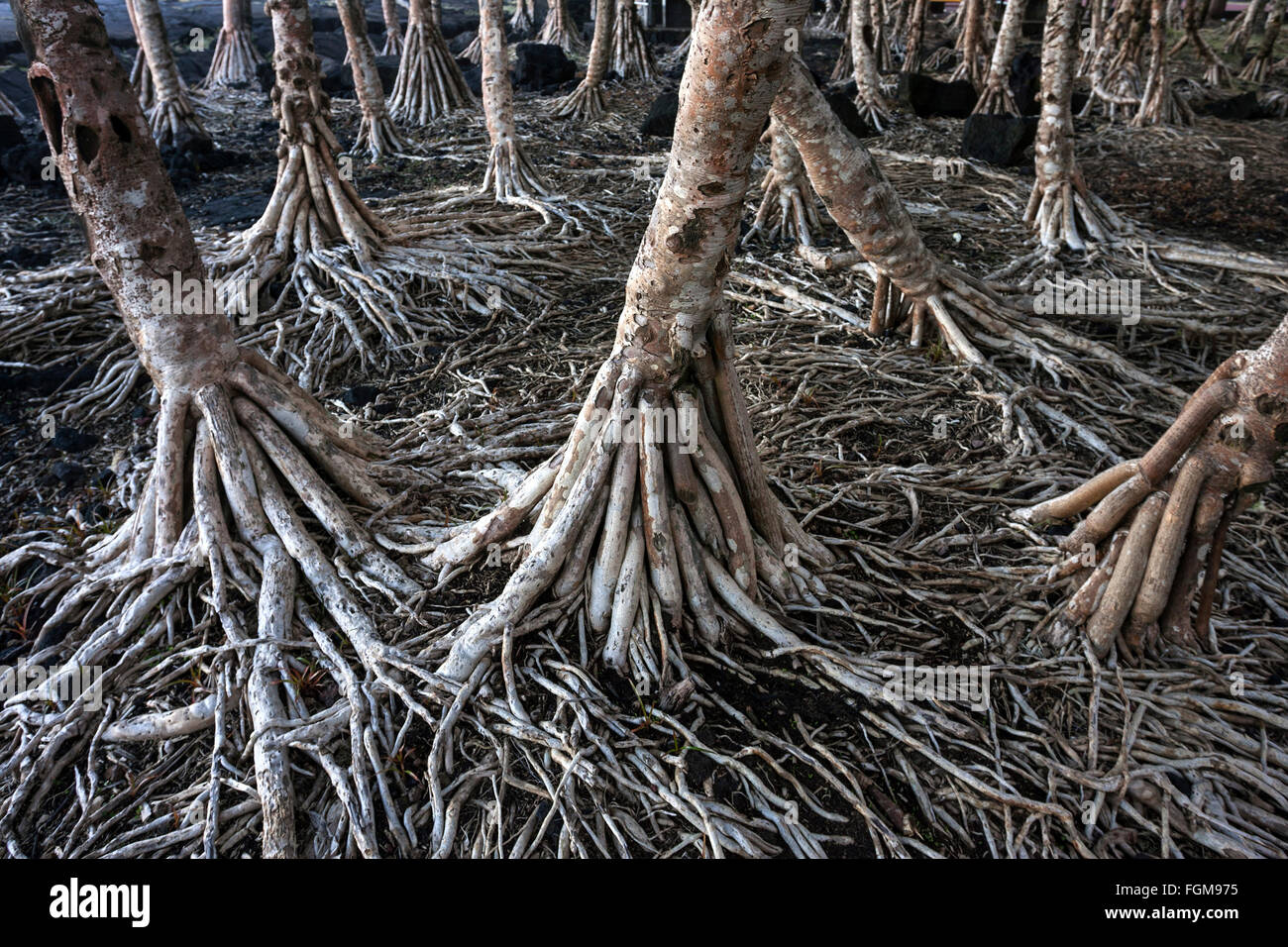 Pandanus palm screw pine hi-res stock photography and images - Alamy