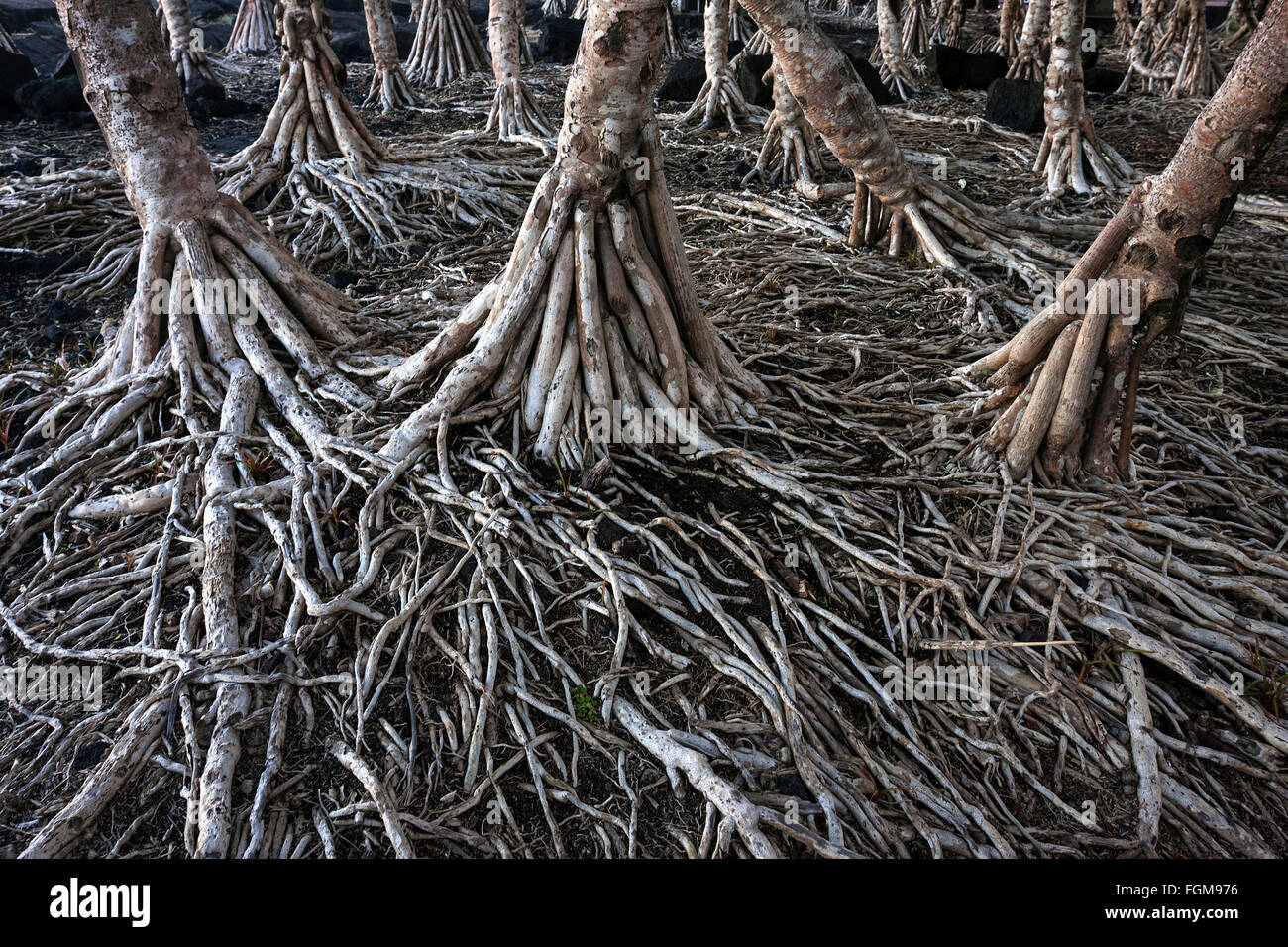 Pandan, also screw palm or screw pine (Pandanus), roots, Pointe de la ...
