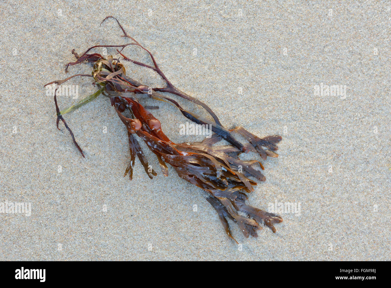 Bladderwrack hi-res stock photography and images - Alamy