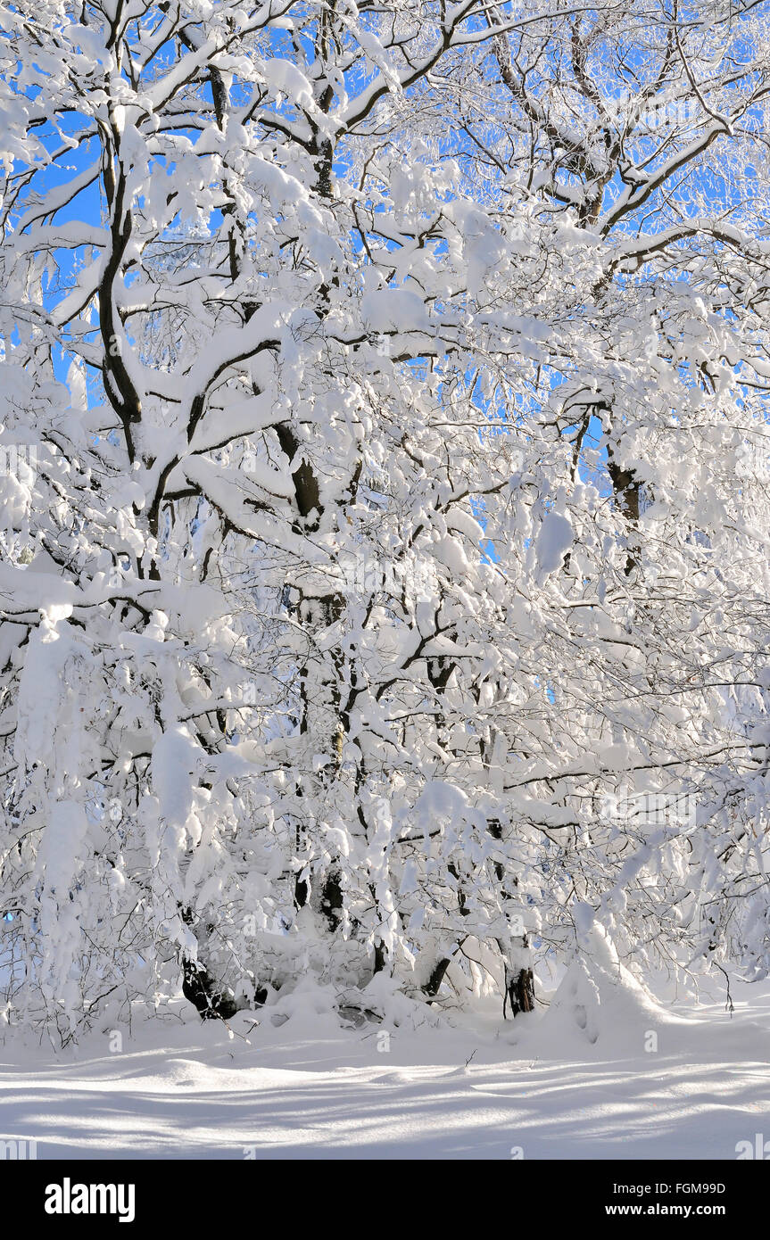 Deciduous forest europe snow hi-res stock photography and images - Alamy