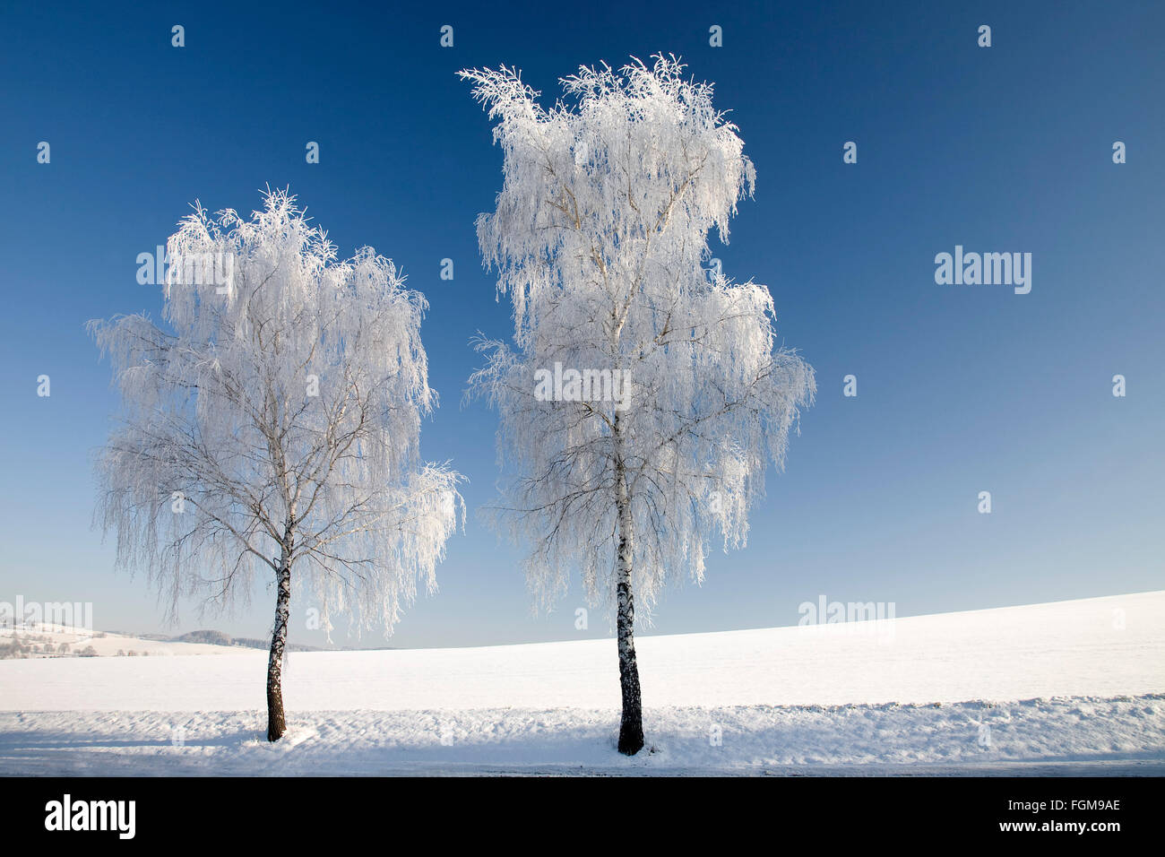 Silver birch trees winter hi-res stock photography and images - Alamy