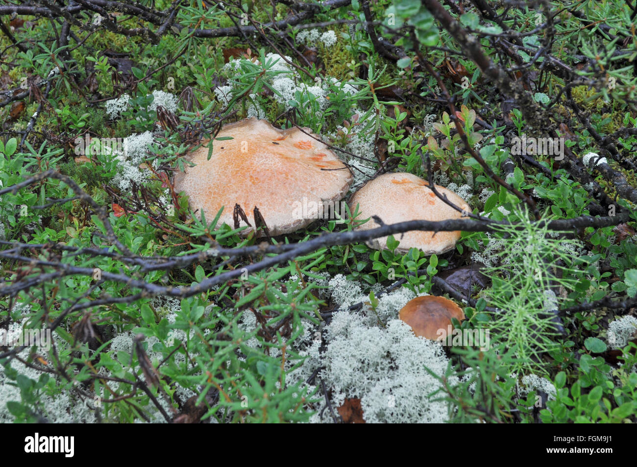 Red stem moss hi-res stock photography and images - Alamy