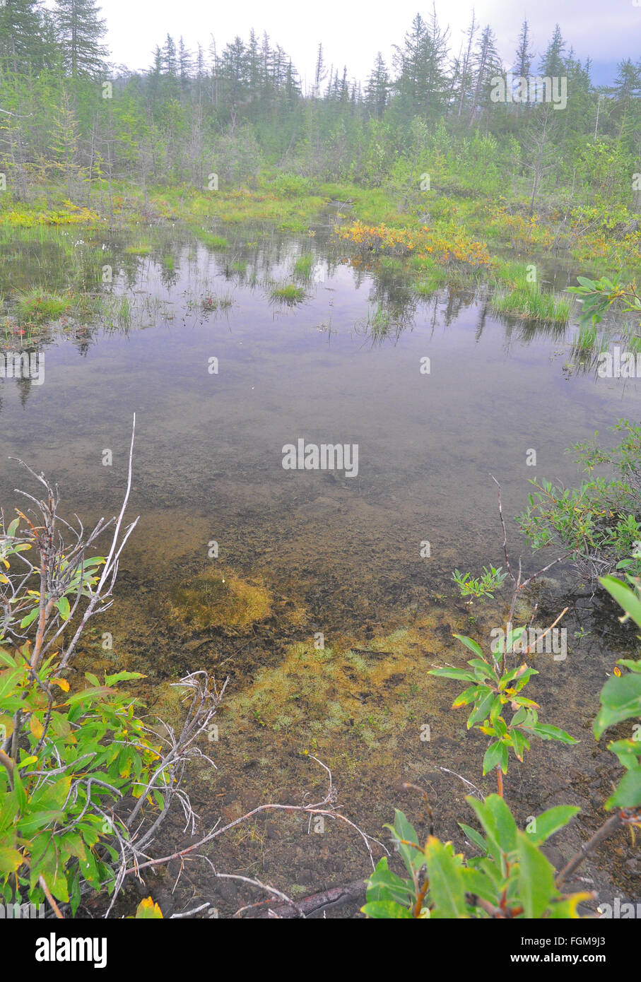 Marshy pond hi-res stock photography and images - Alamy
