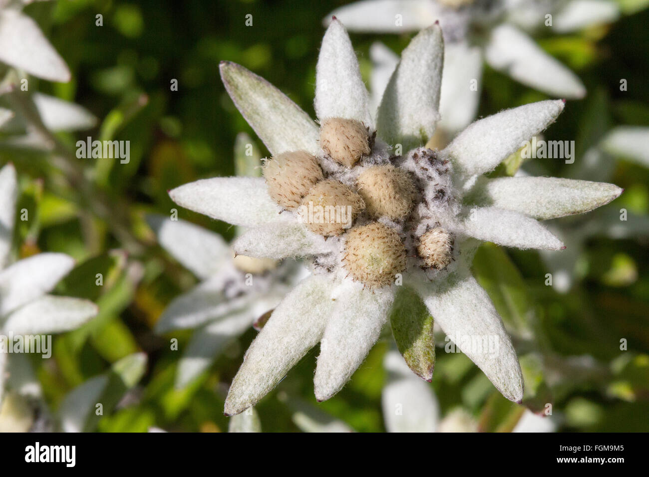 Edelweiss, alpine flower Stock Photo - Alamy