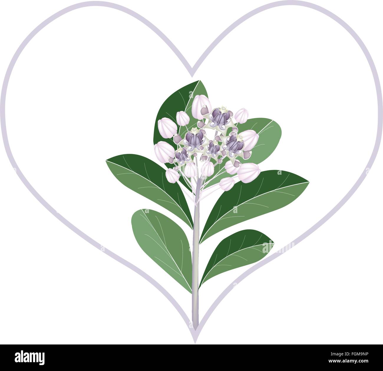 Love Concept, Illustration of Purple Calotropis Gigantea Flowers or ...