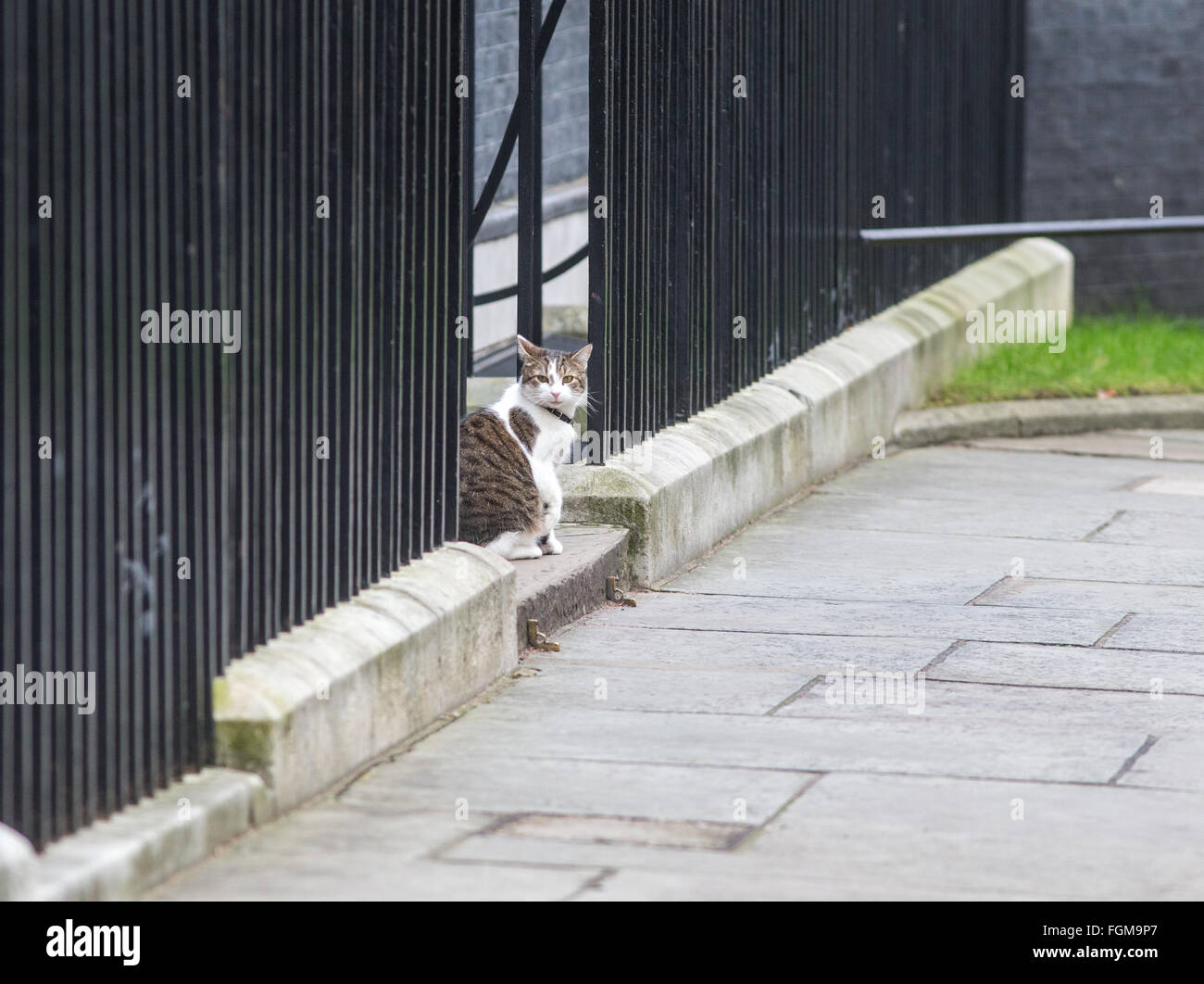 Larry the Downing street cat,Chief Mouser to the Cabinet Office. Larry ...